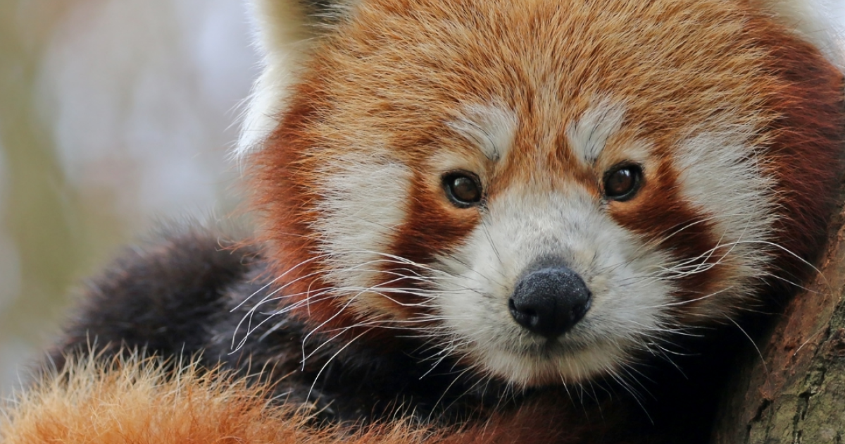 Red Panda | Conservation Planning Specialist Group